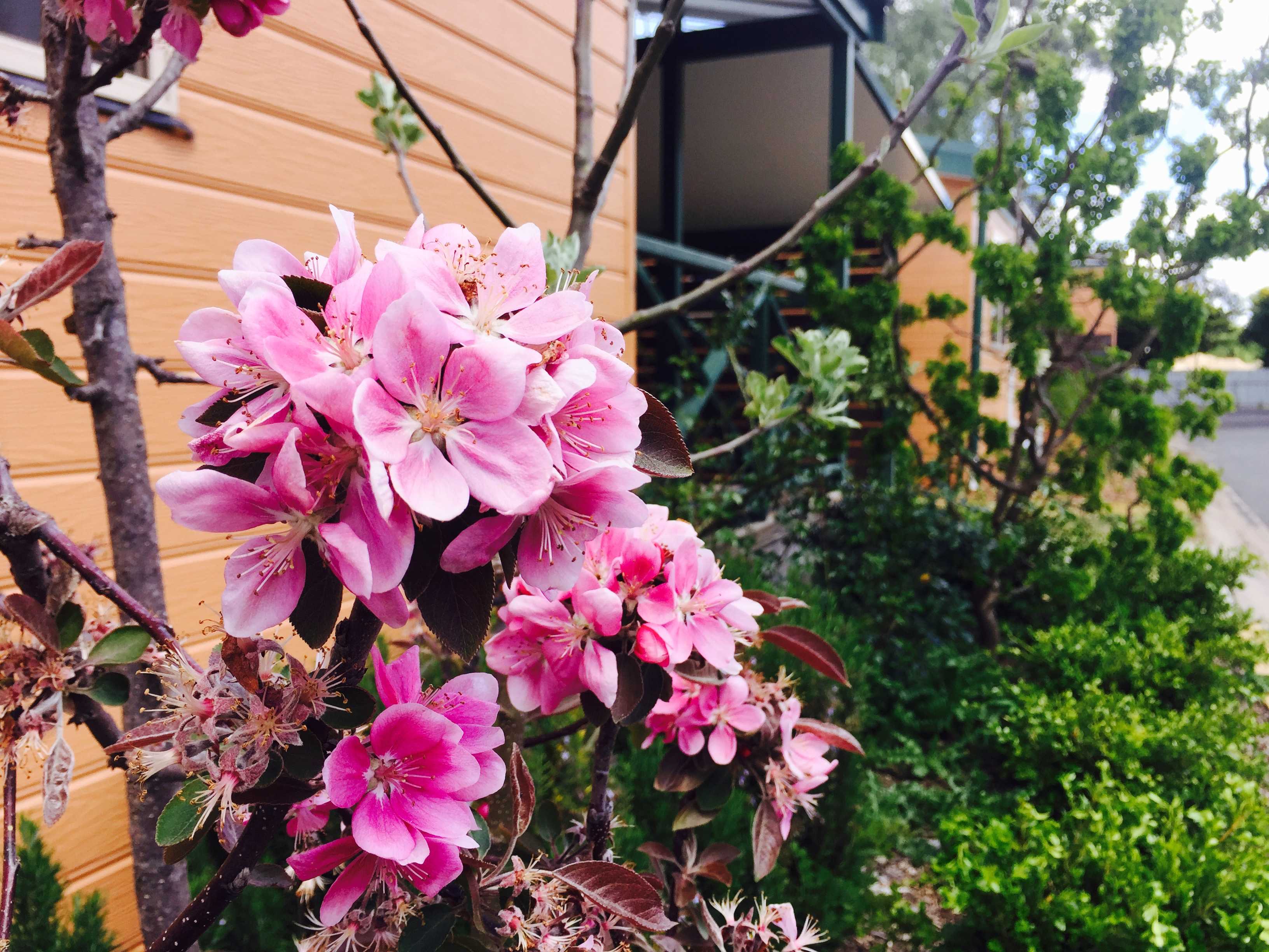 Gallery - Armidale's best family accommodation, Armidale Tourist Park